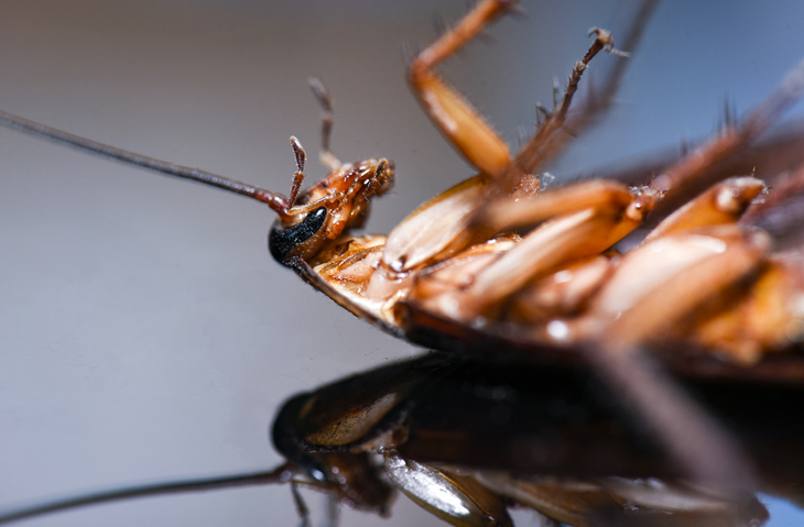Company offering $2K to release 100 cockroaches in your home